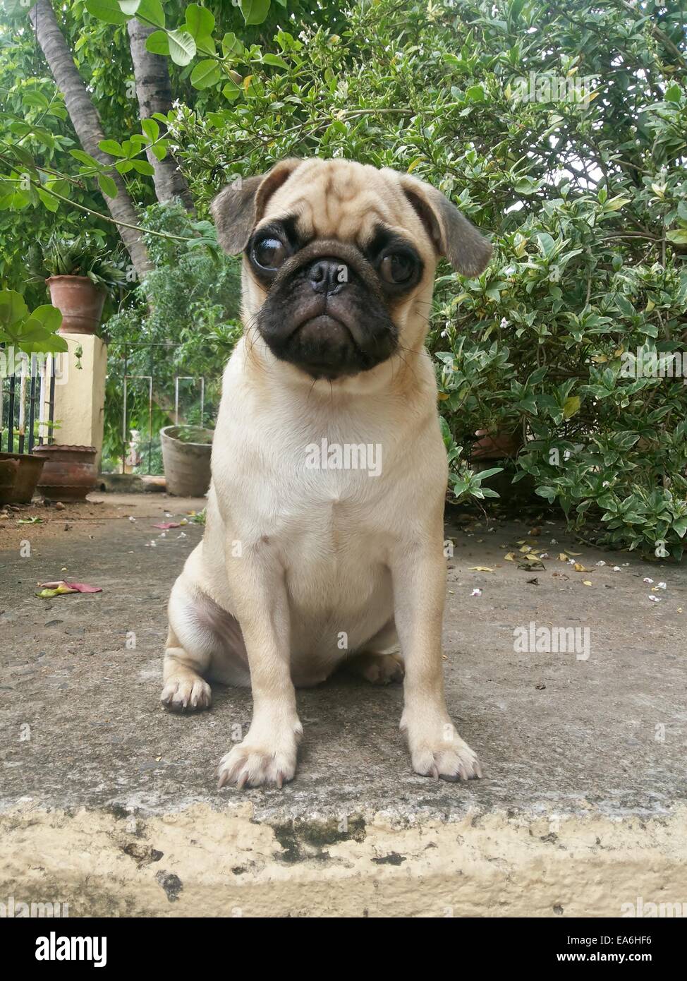 Pug hi-res stock photography and images - Alamy