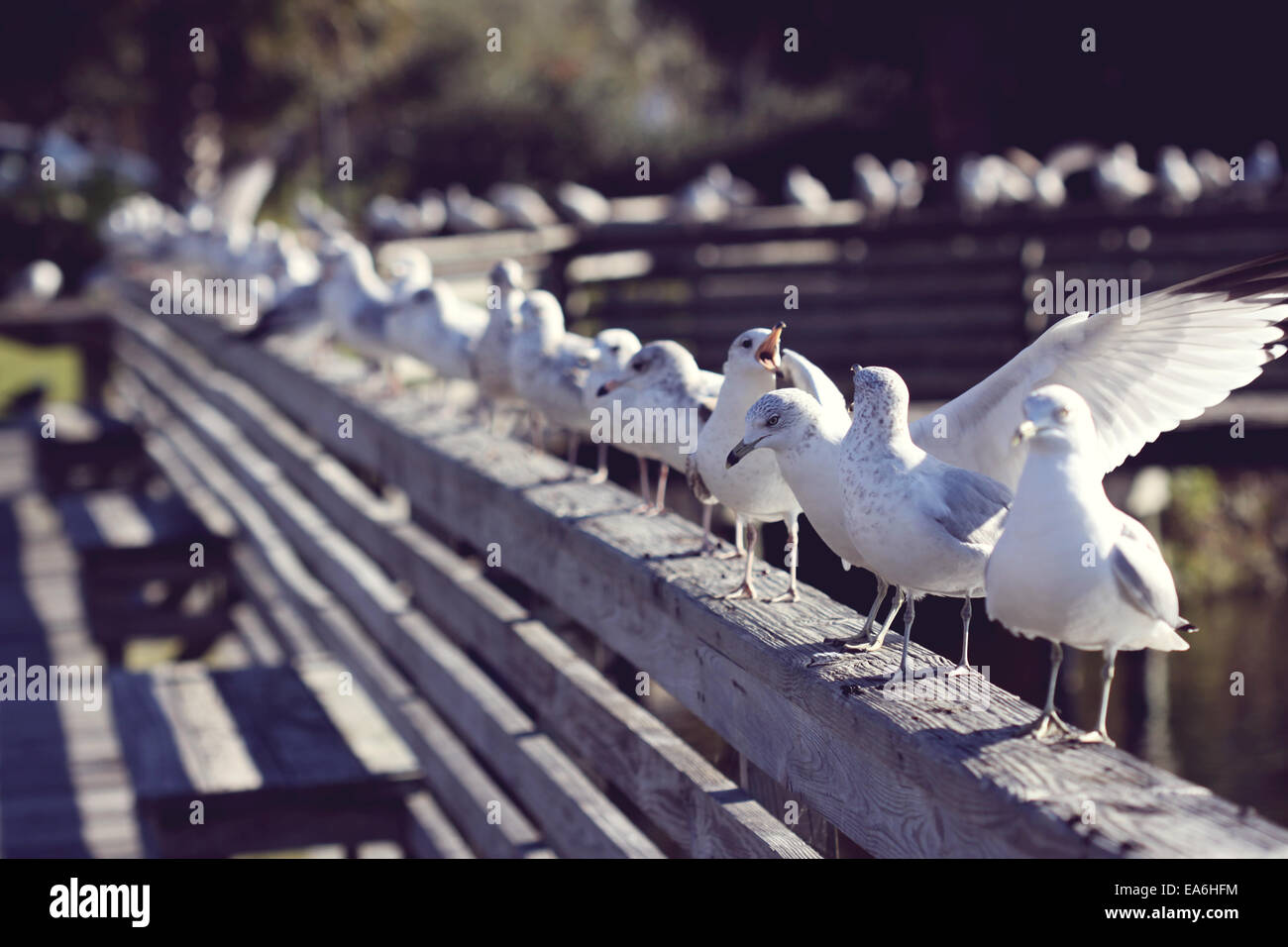Seagulls perching on railing Stock Photo - Alamy