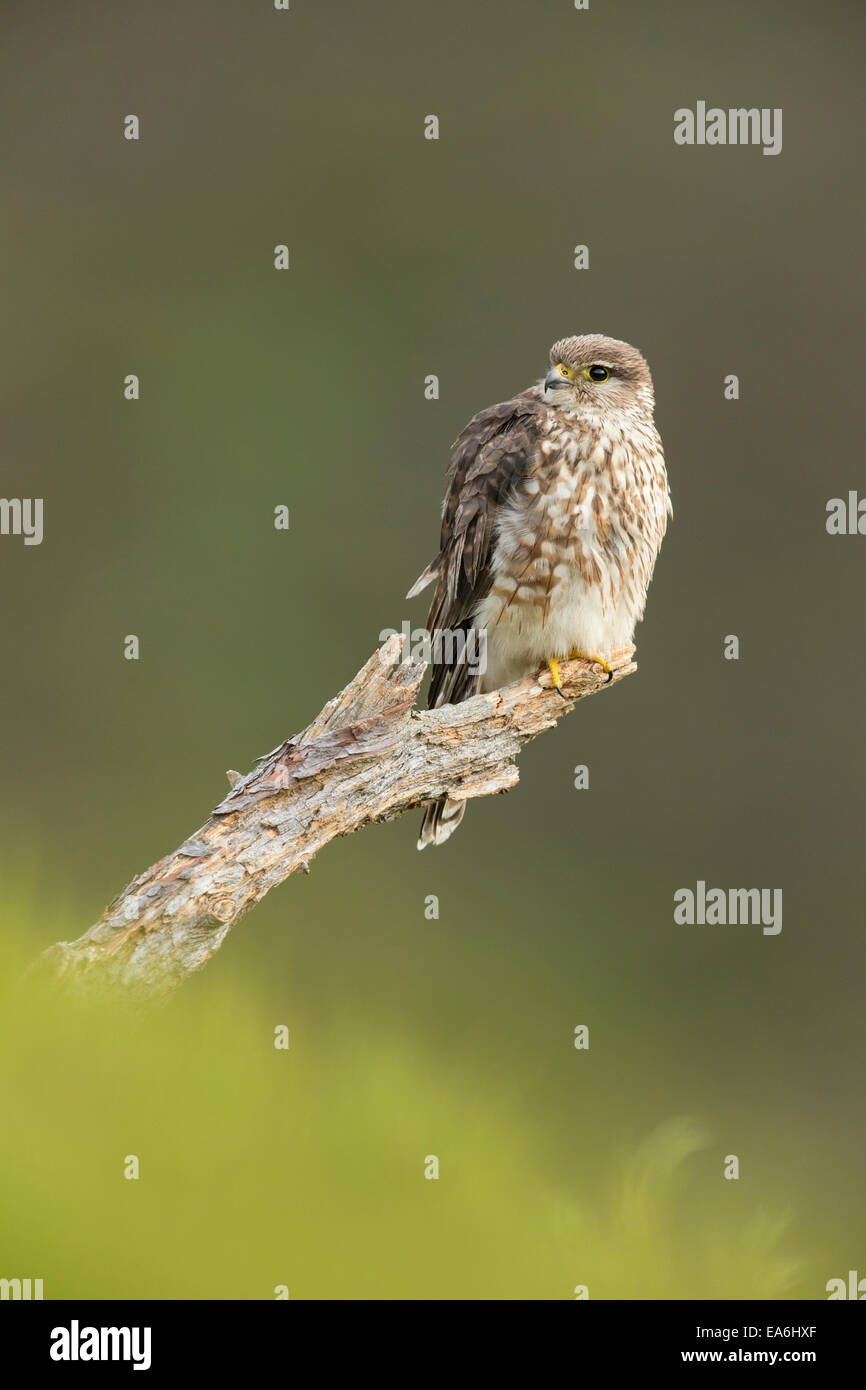 Merlin Bird Of Prey Raptor Stock Photos & Merlin Bird Of Prey Raptor ...