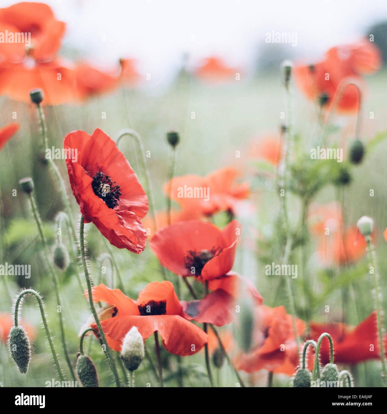 Poppies in meadow hi-res stock photography and images - Alamy