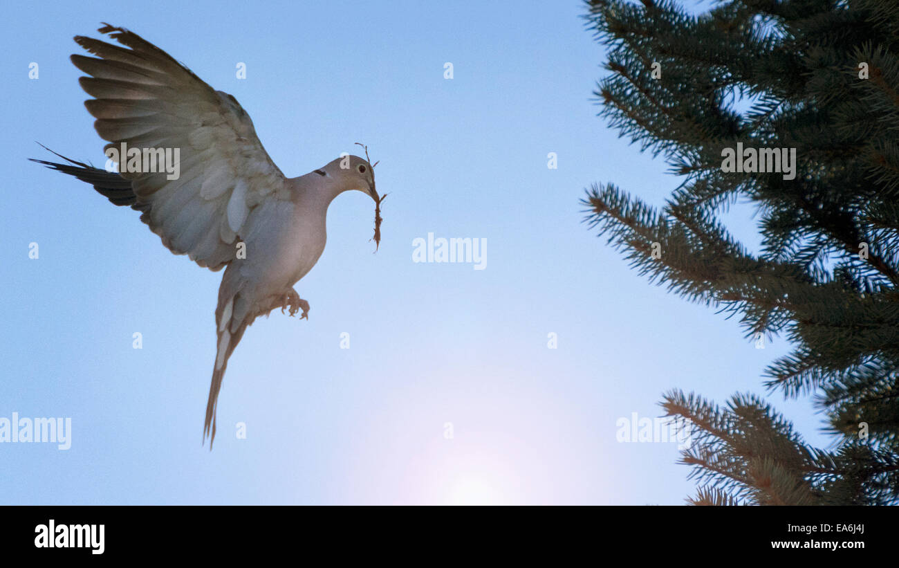 Bird flying twig in mouth hi-res stock photography and images - Alamy