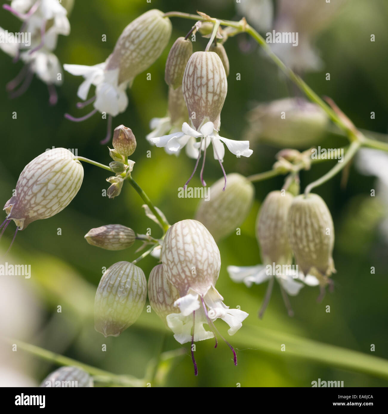 Silene vulgaris hi-res stock photography and images - Alamy