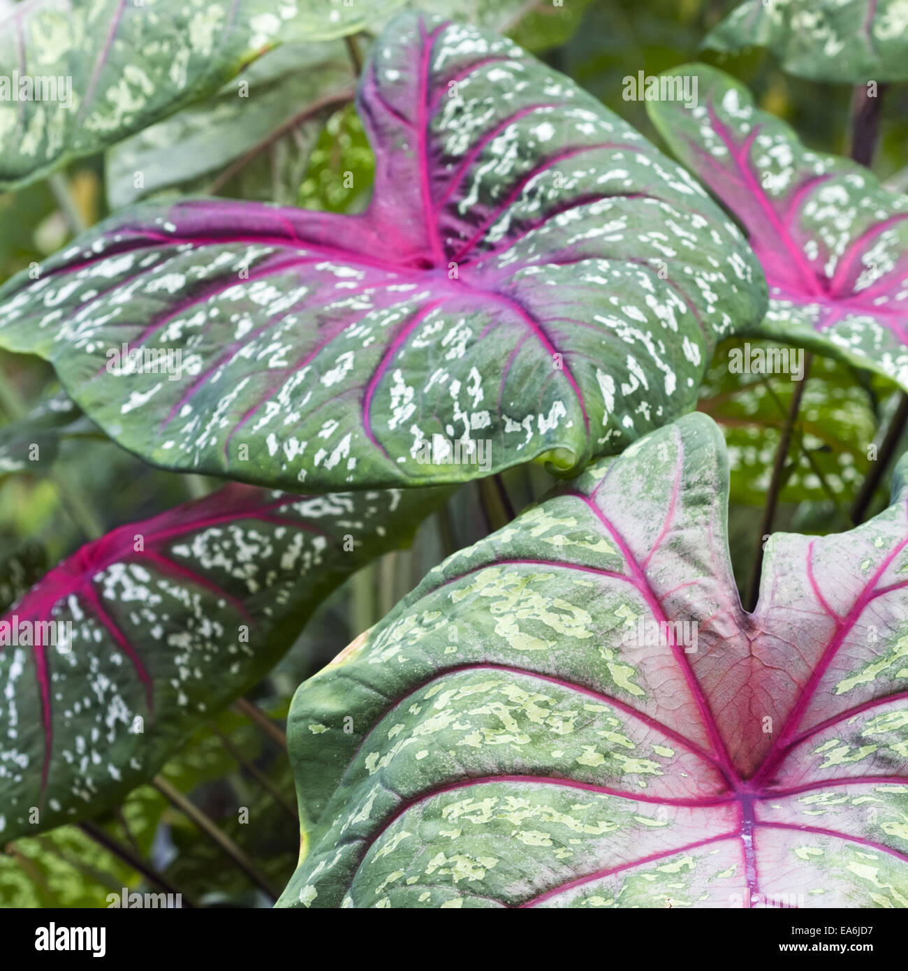 Araceae caladium bloom hi-res stock photography and images - Alamy