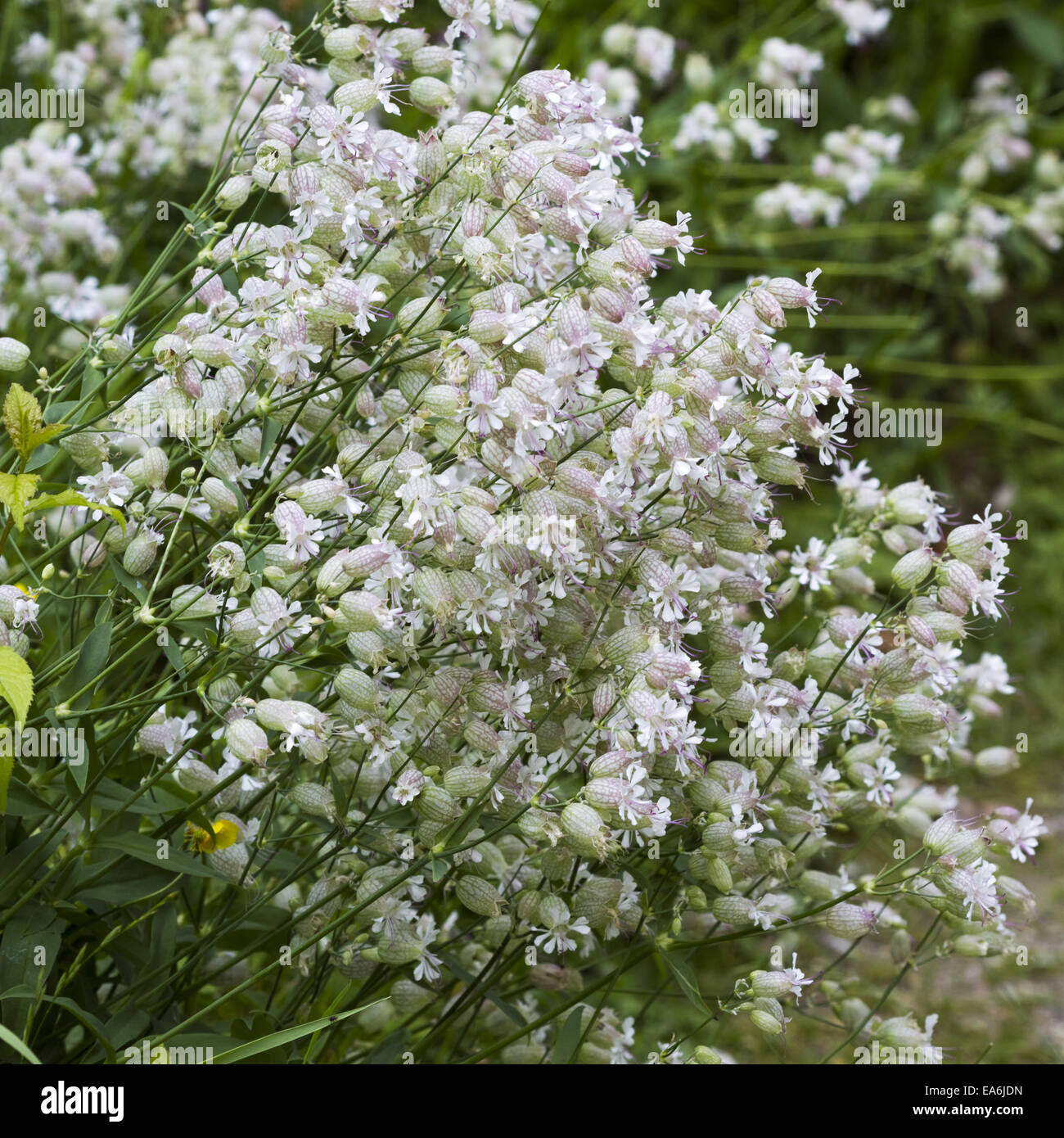 Silene vulgaris hi-res stock photography and images - Alamy