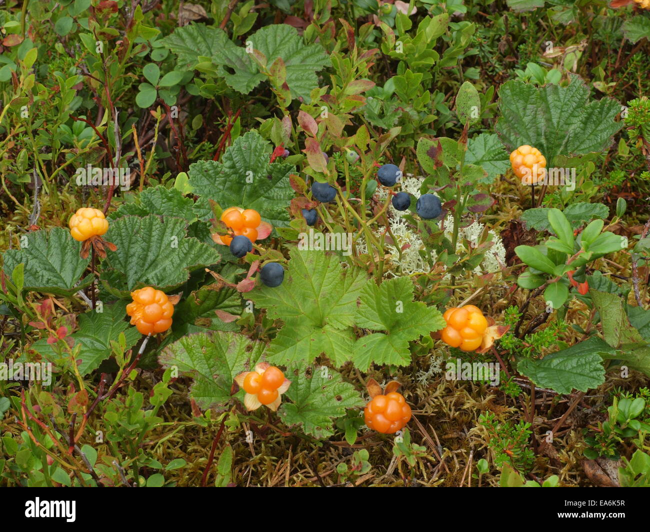 Cloud berry, nordic berry Stock Photo - Alamy