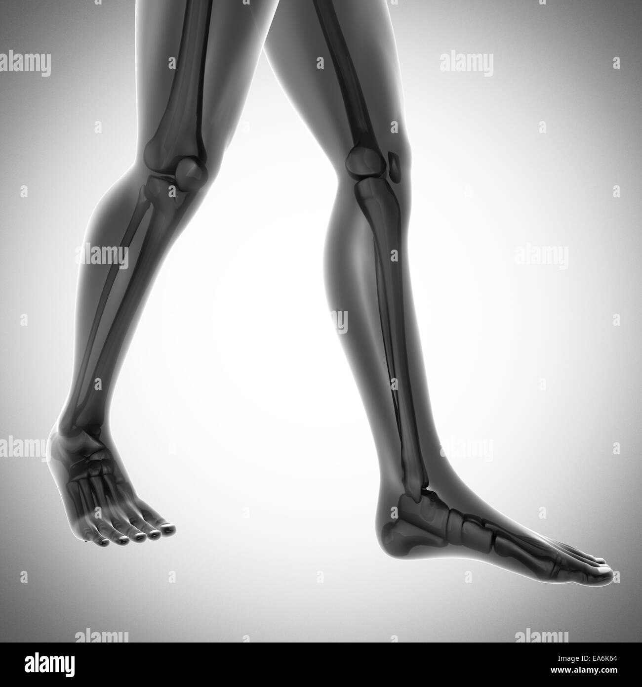 human bones radiography scan image Stock Photo - Alamy