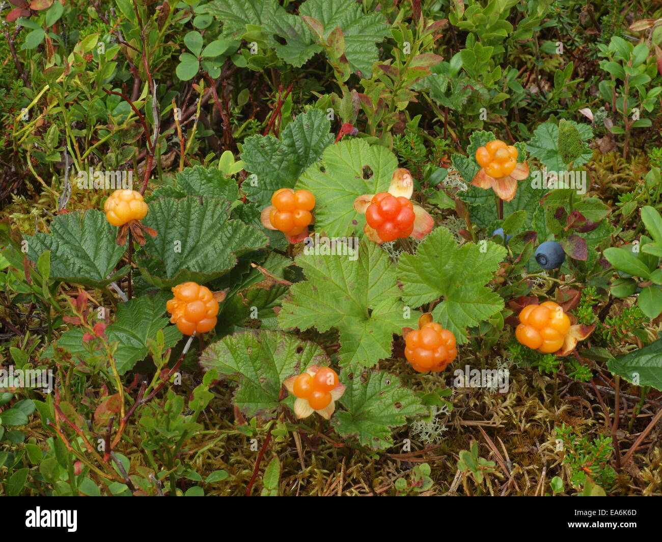 Cloud berry, nordic berry Stock Photo - Alamy