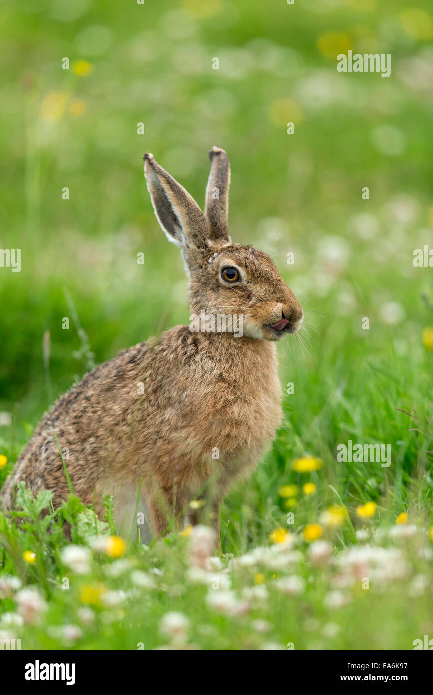 Lepus capensis hi-res stock photography and images - Alamy