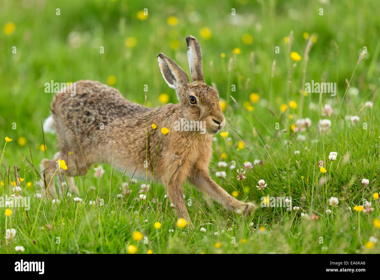Brown Hare (Lepus capensis) adult stretching Stock Photo - Alamy