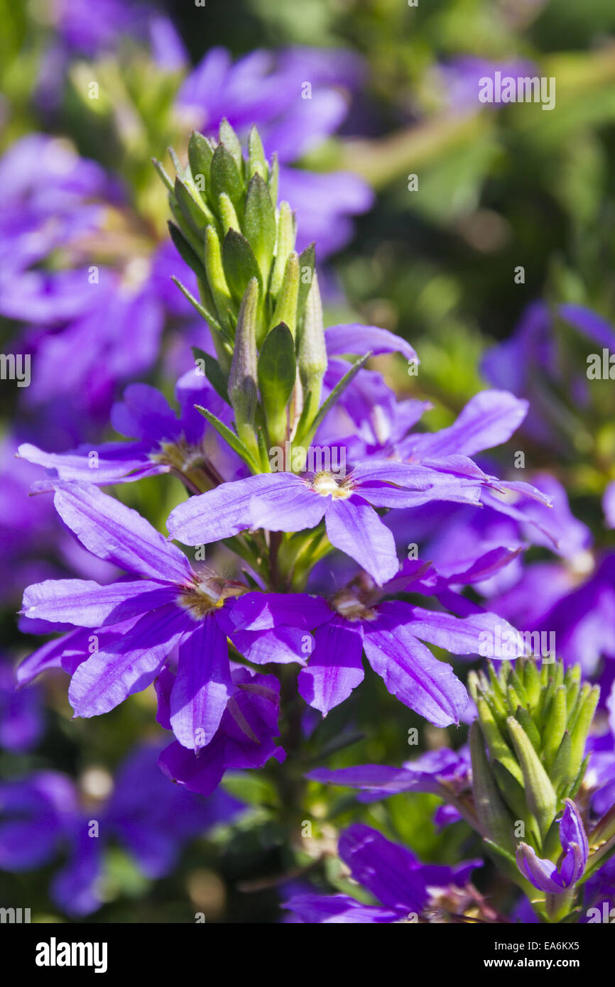 Fairy fan flower hi-res stock photography and images - Alamy