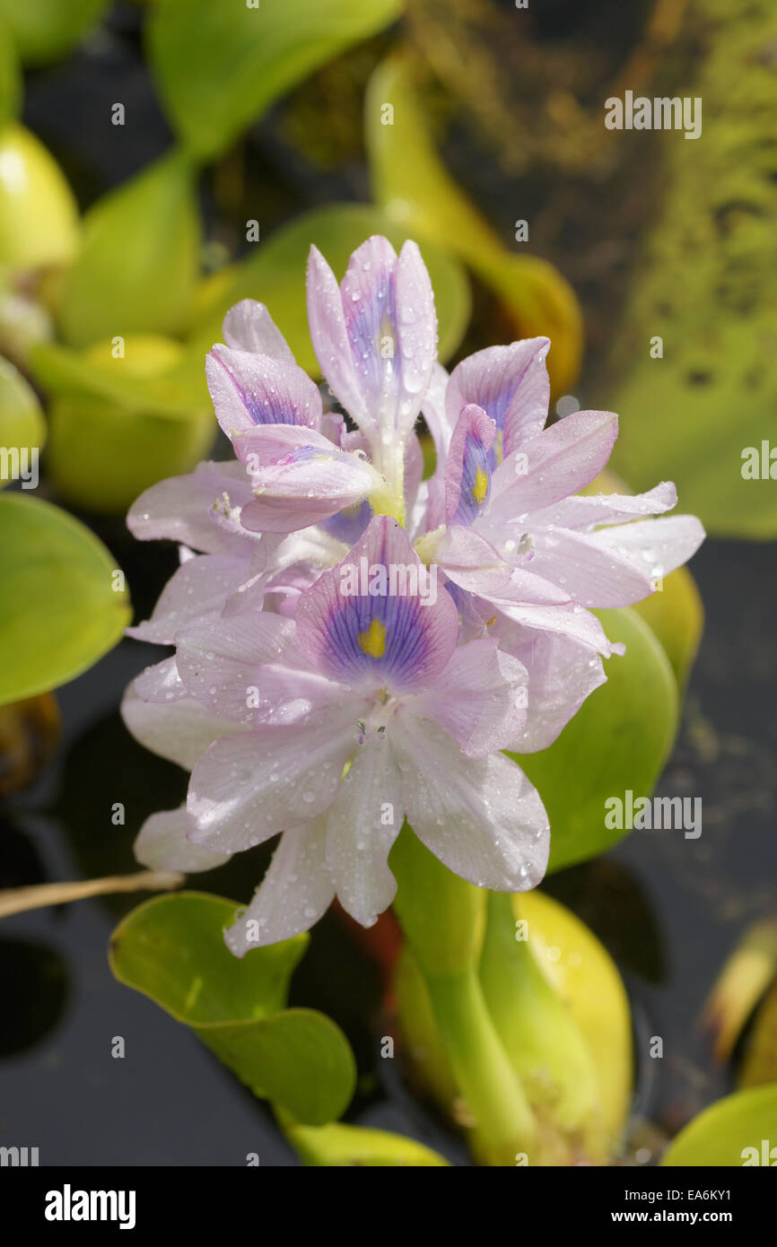 Wasserhyazinthe hi-res stock photography and images - Alamy