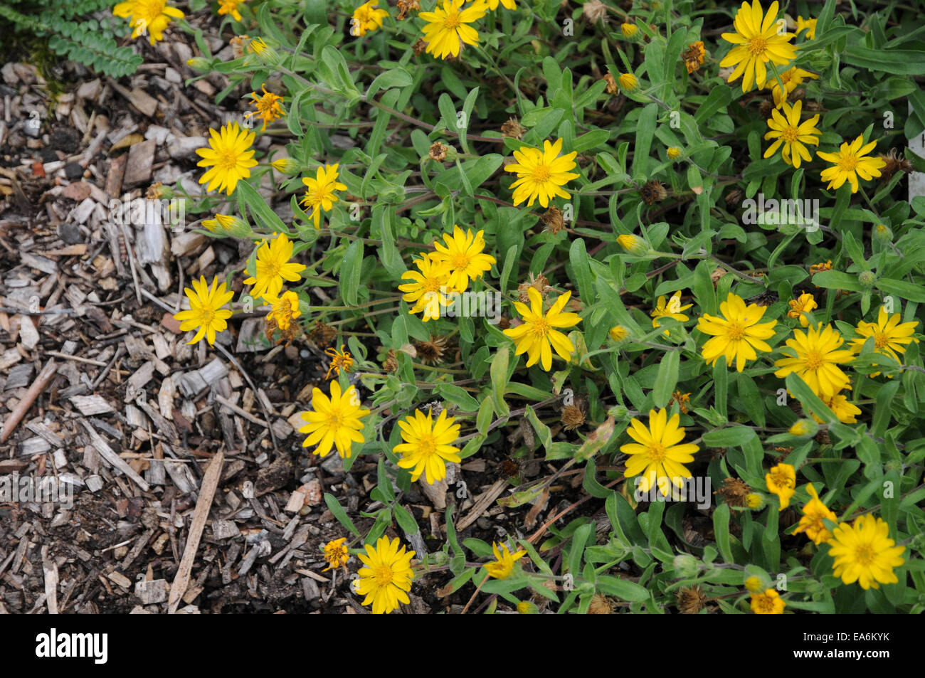 Dwarf golden aster Stock Photo - Alamy