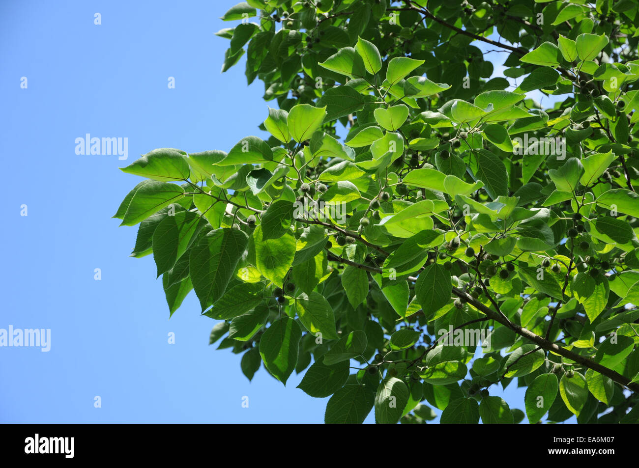 Paper mulberry broussonetia papyrifera hi-res stock photography and ...
