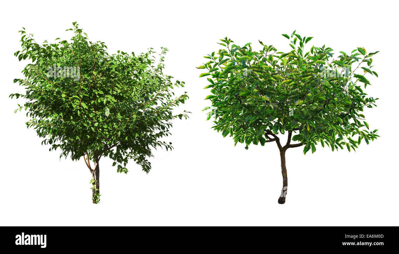 Collection of green trees hi-res stock photography and images - Alamy