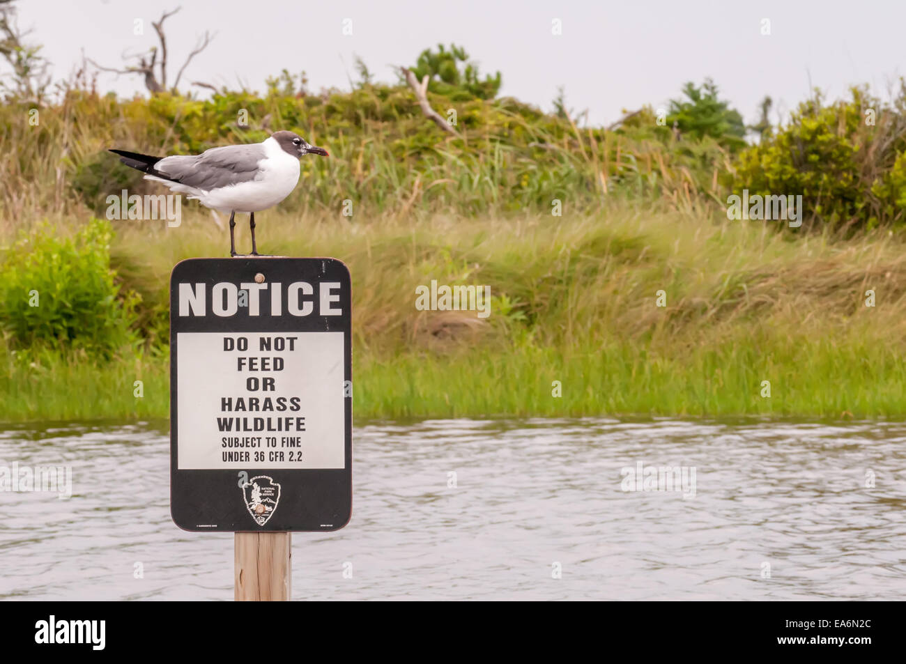 seagull standing on a notice sign Stock Photo - Alamy