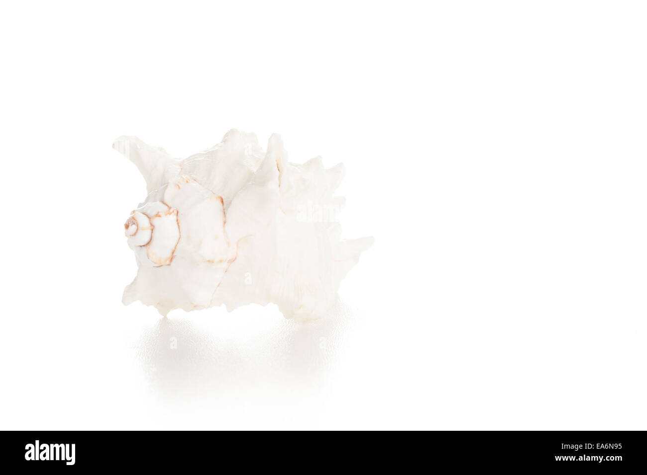 Empty seashell Cut Out Stock Images & Pictures - Alamy