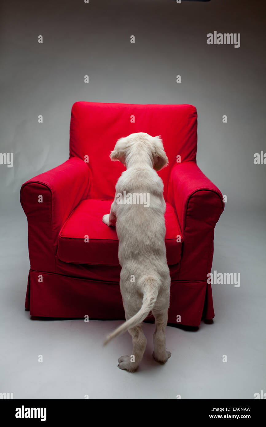 Golden retriever studio chair hi-res stock photography and images - Alamy