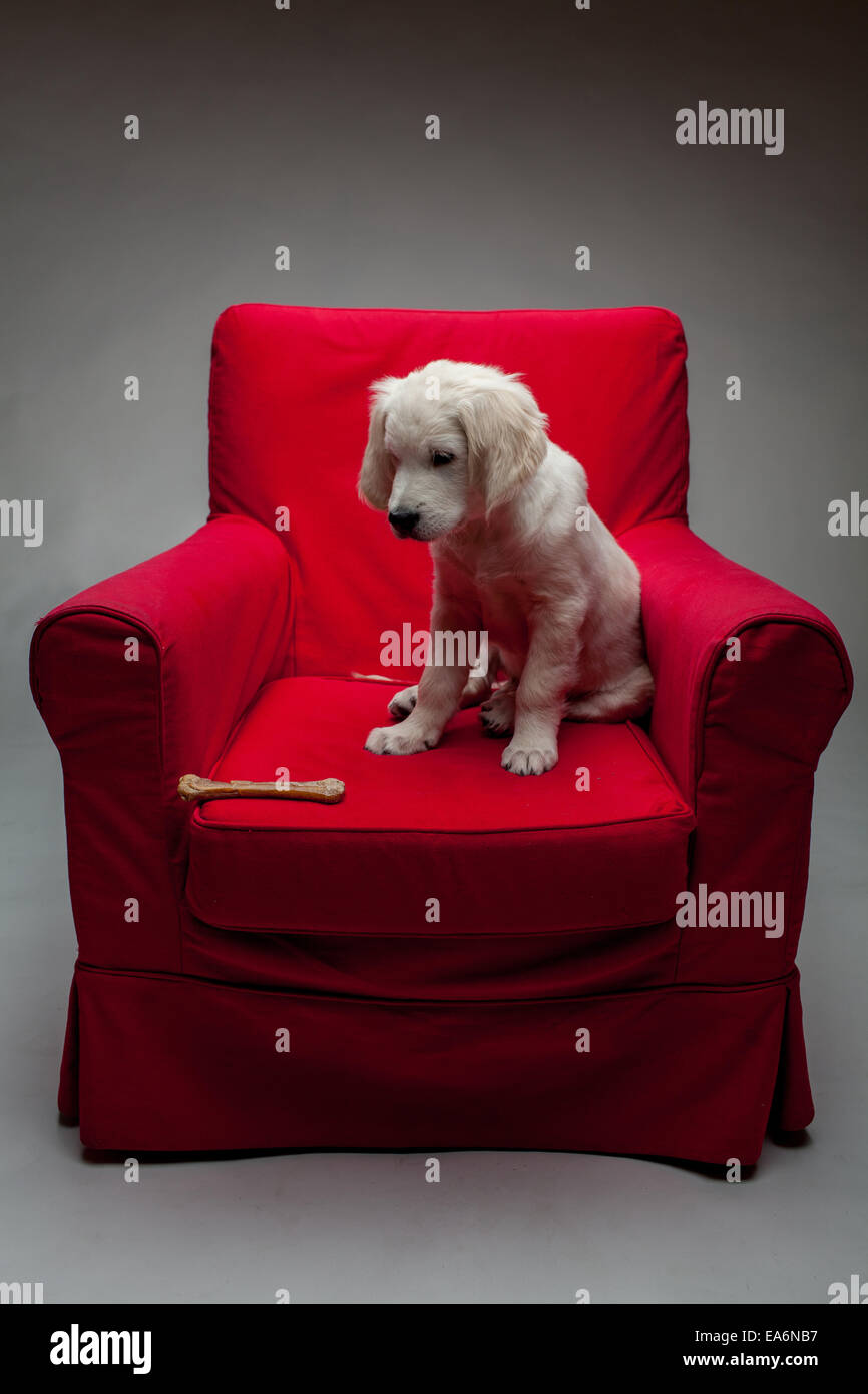 Golden retriever studio chair hi-res stock photography and images - Alamy