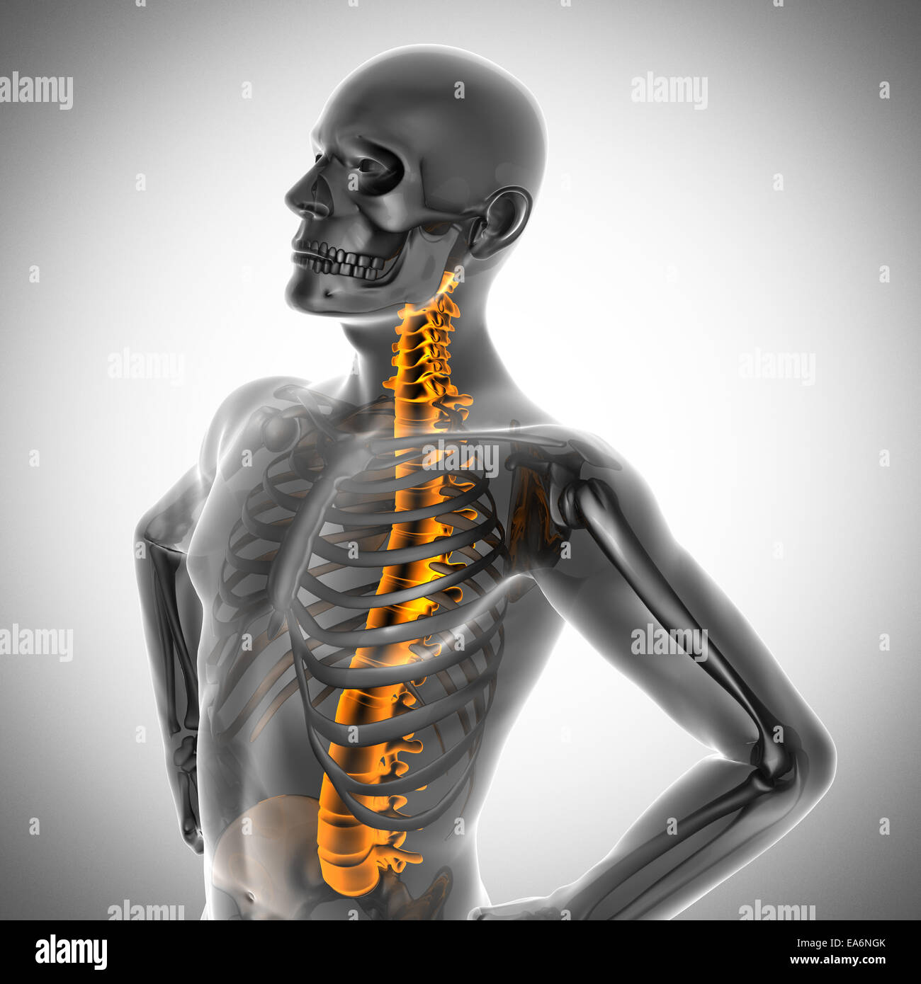 human bones radiography scan image Stock Photo - Alamy