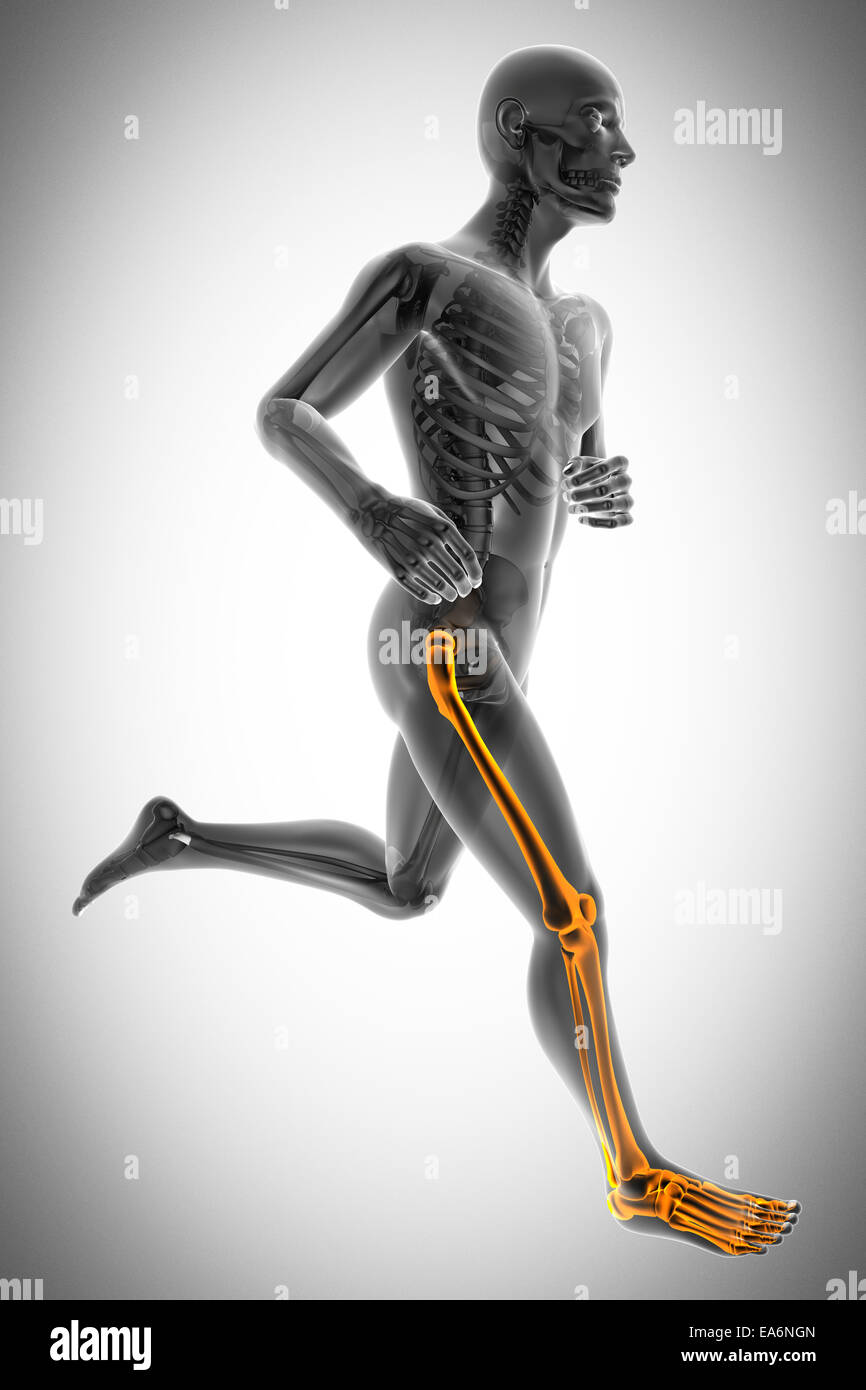 Human bones radiography scan image hi-res stock photography and images ...