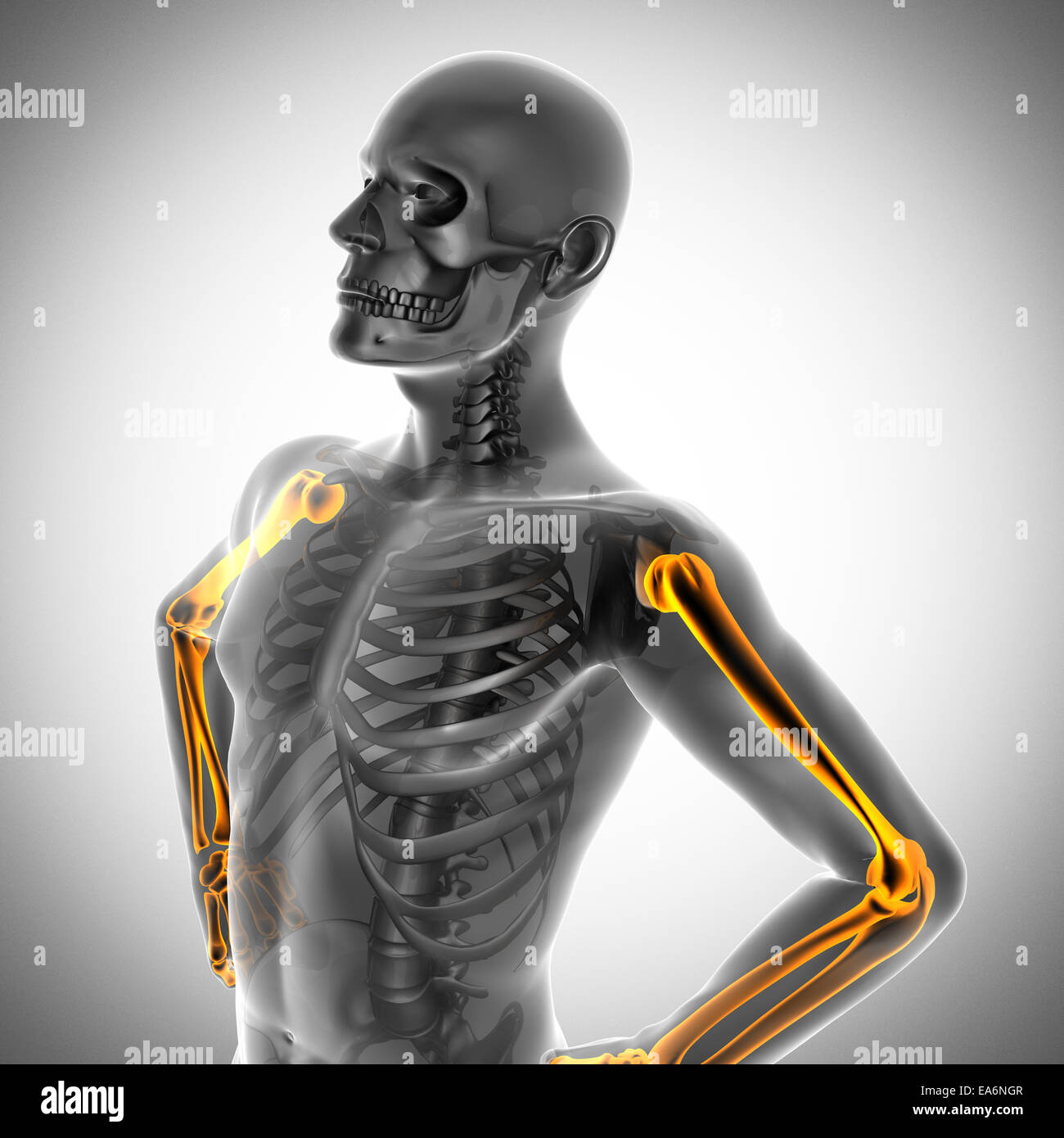 human bones radiography scan image Stock Photo - Alamy