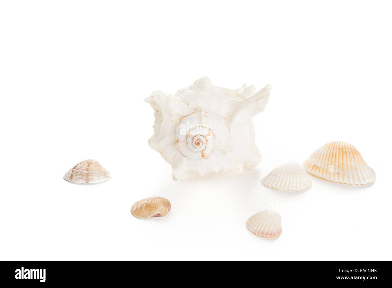 white seashell and clams Stock Photo - Alamy