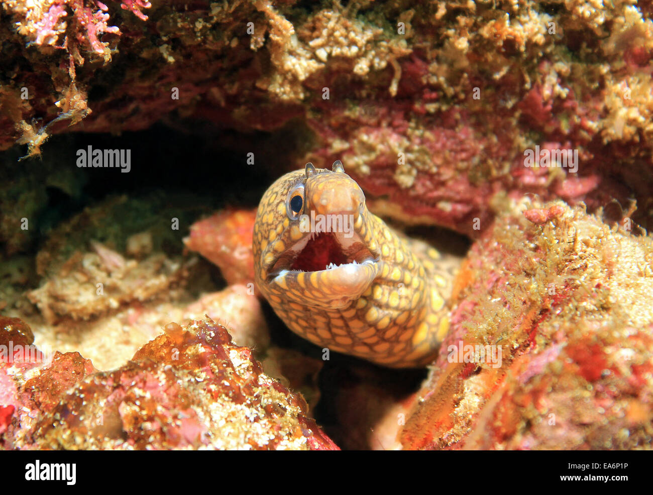 Jewel moray eel hi-res stock photography and images - Alamy