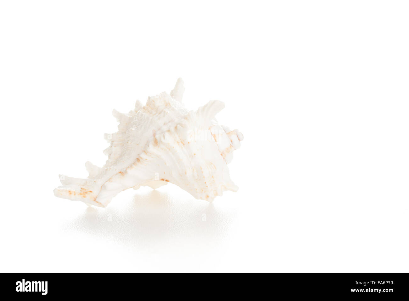White seashell hi-res stock photography and images - Alamy