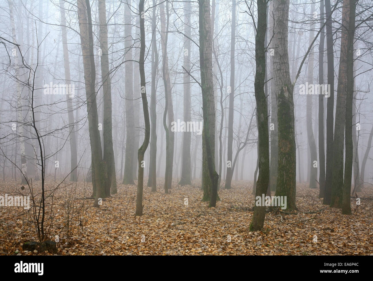 Mist autumn forest Stock Photo - Alamy