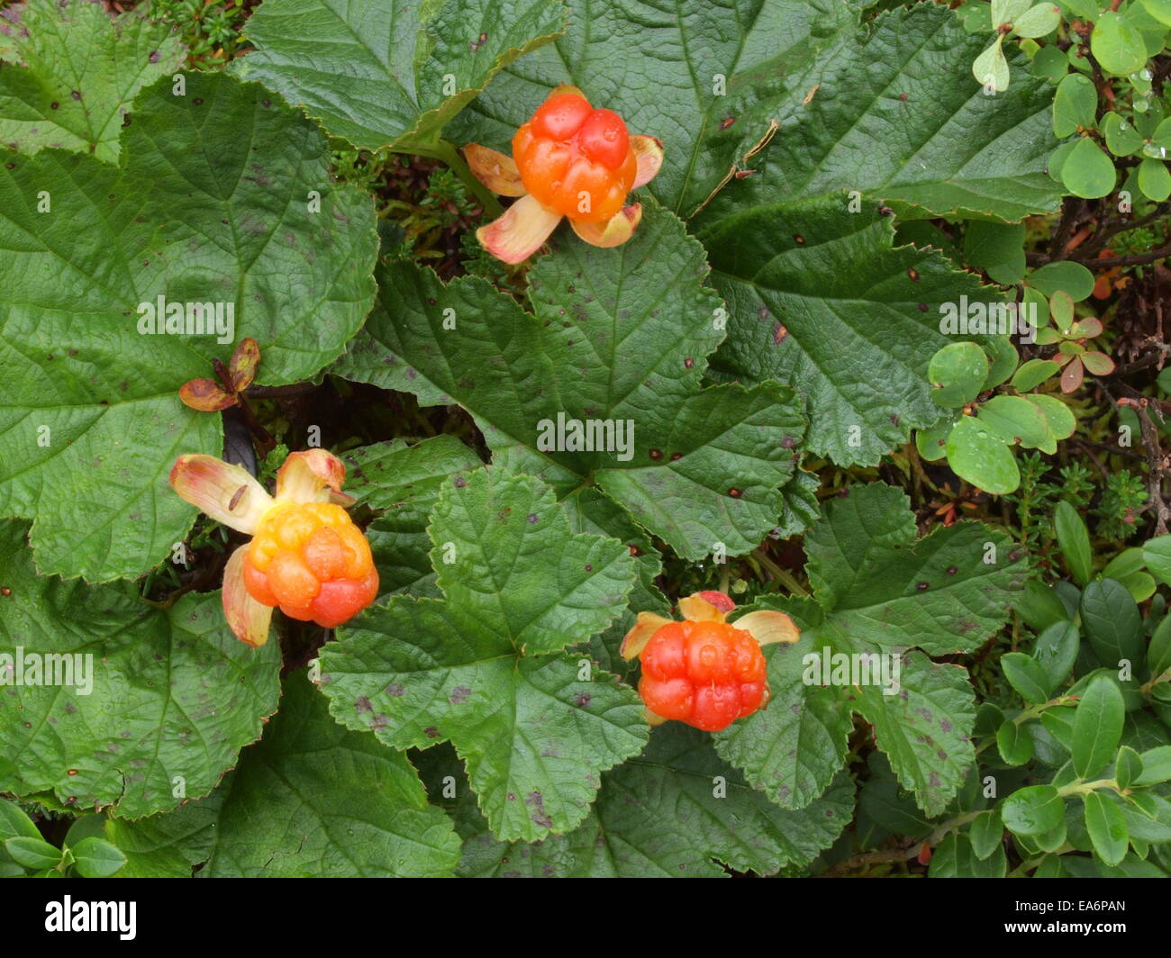 Cloud berry, nordic berry Stock Photo - Alamy