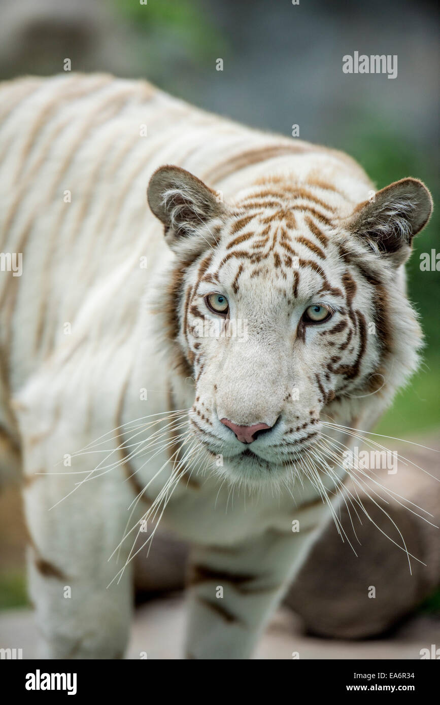 Genetic mutation inbreeding hi-res stock photography and images - Alamy