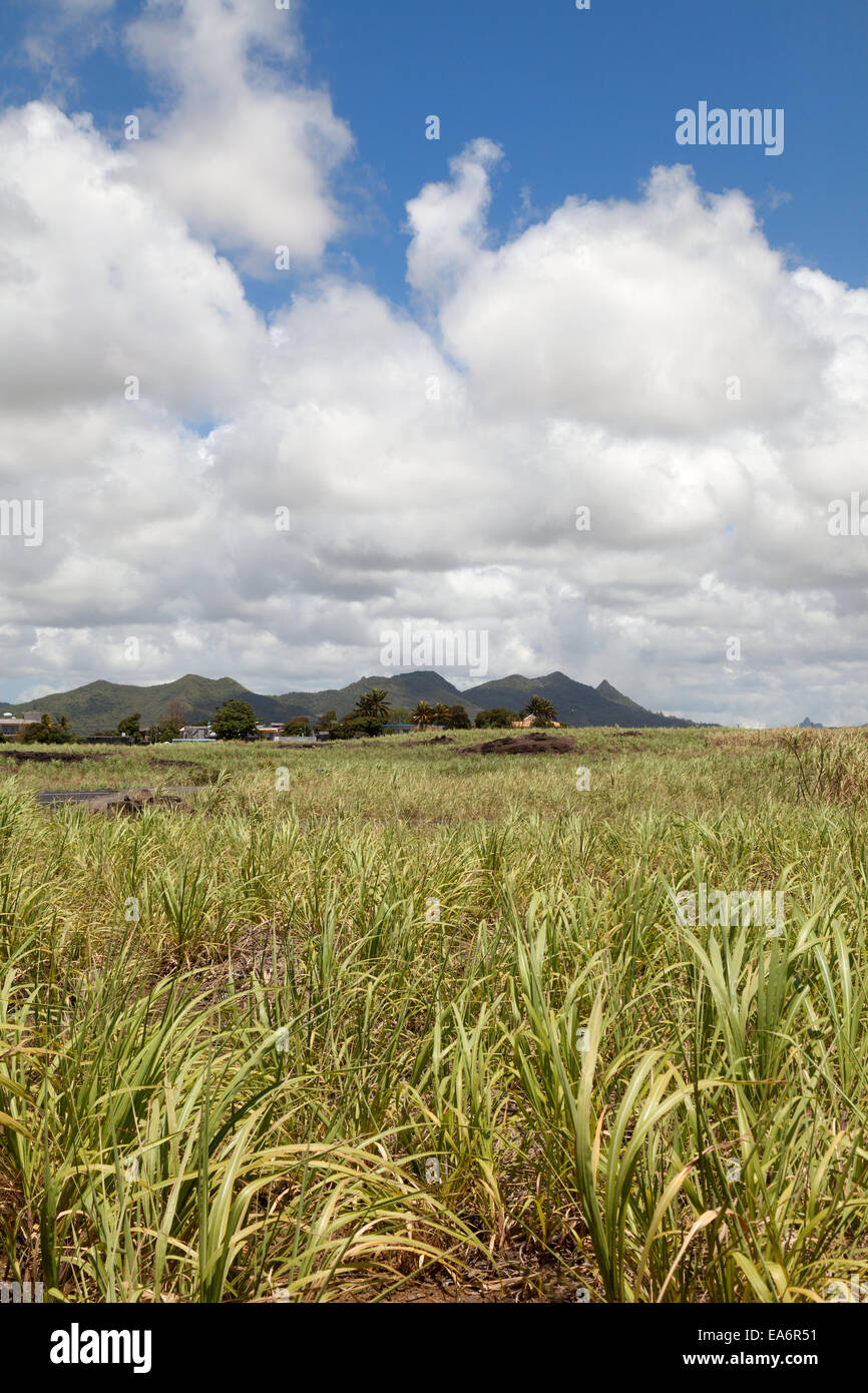 Mauritian landscape with sugar cane field, Mauritius Stock Photo - Alamy