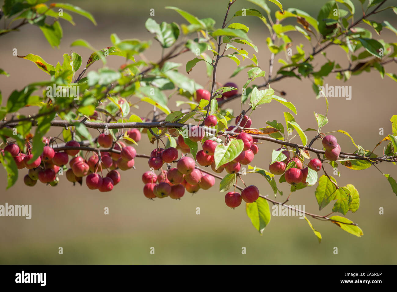 Crabapples trees hi-res stock photography and images - Alamy