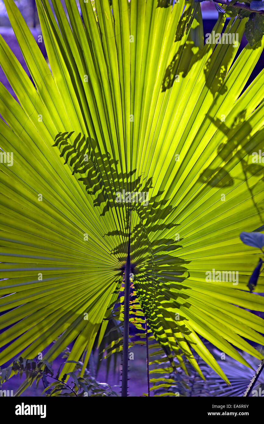 Frond pattern tree ferns hi-res stock photography and images - Alamy