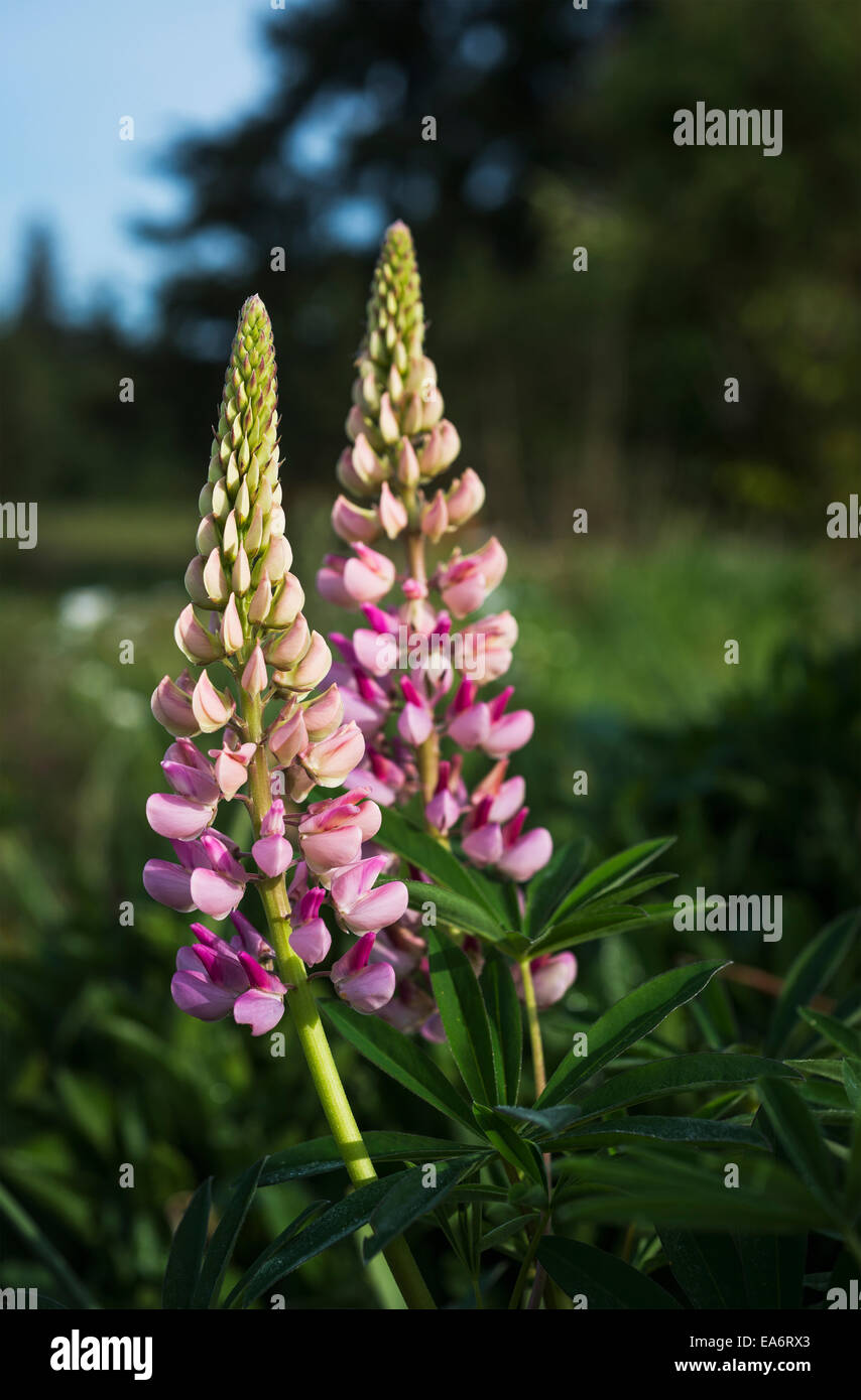 Lupine blooms in a garden; Astoria, Oregon, United States of America ...