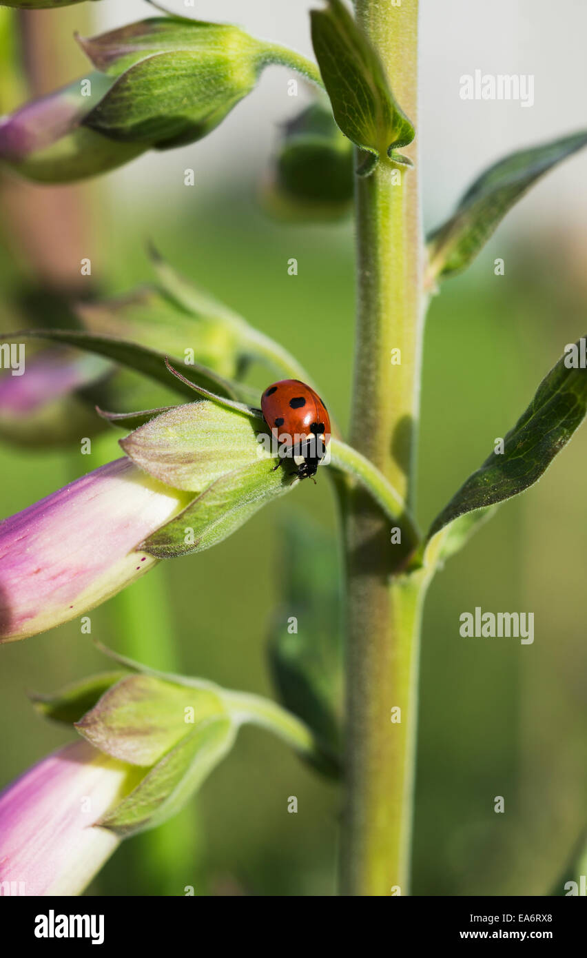 Pink spotted lady beetle hi-res stock photography and images - Alamy