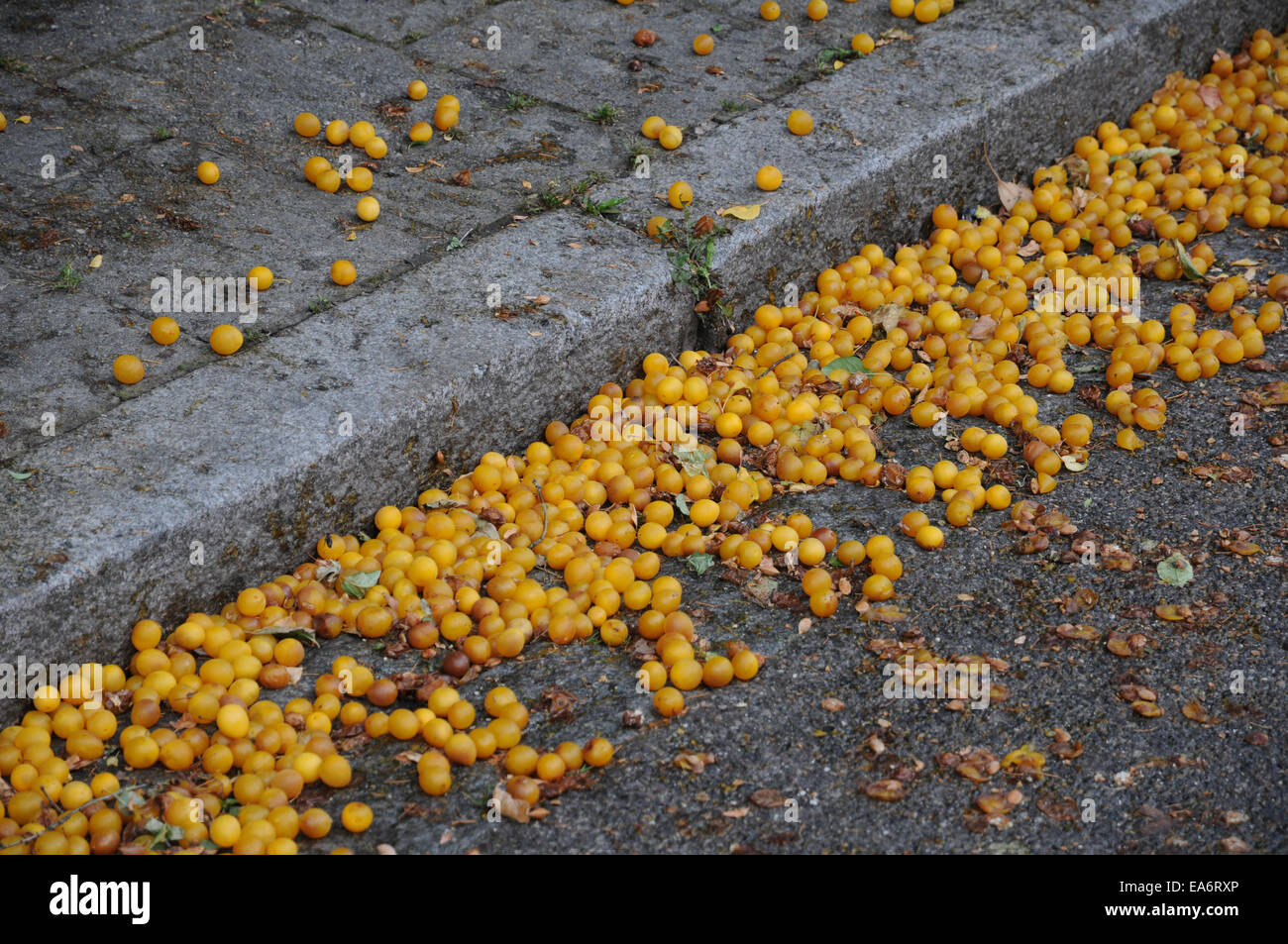 Mirabell windfall fruits Stock Photo - Alamy