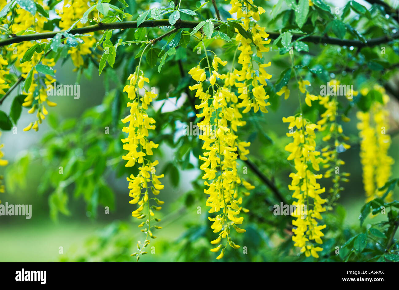 Golden chain tree hi-res stock photography and images - Alamy