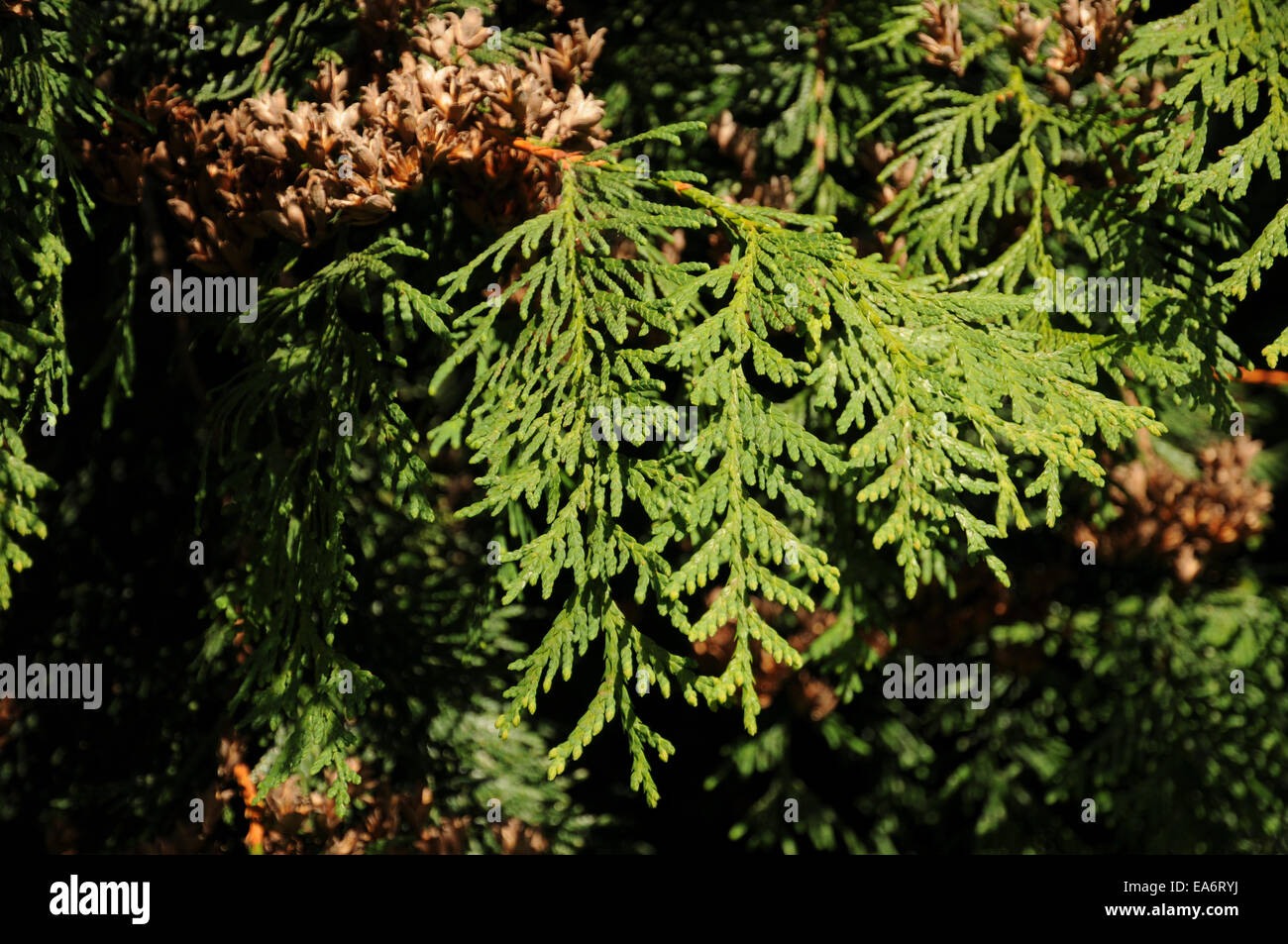 Northern white cedar tree hi-res stock photography and images - Alamy