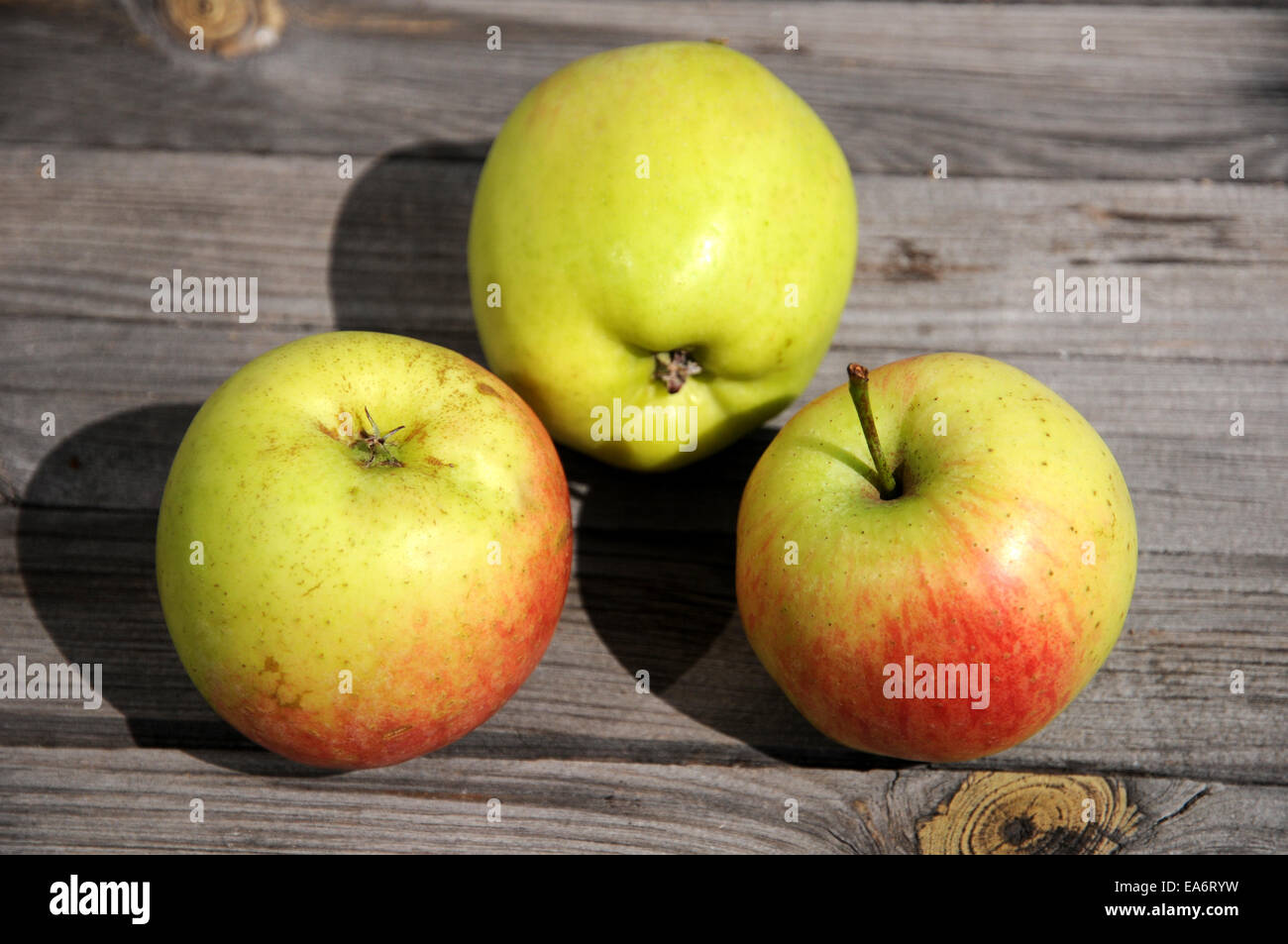 Delcorf apple hi-res stock photography and images - Alamy