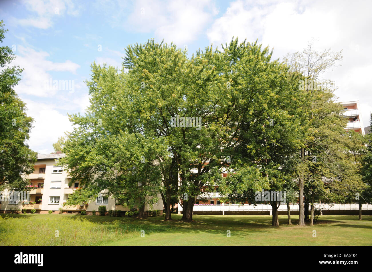Silver maples hi-res stock photography and images - Alamy
