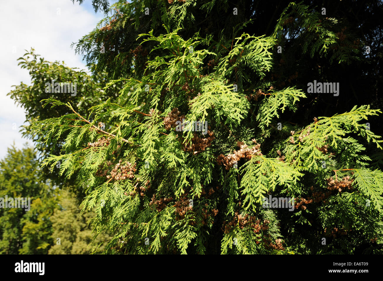 Northern whitecedar hi-res stock photography and images - Alamy