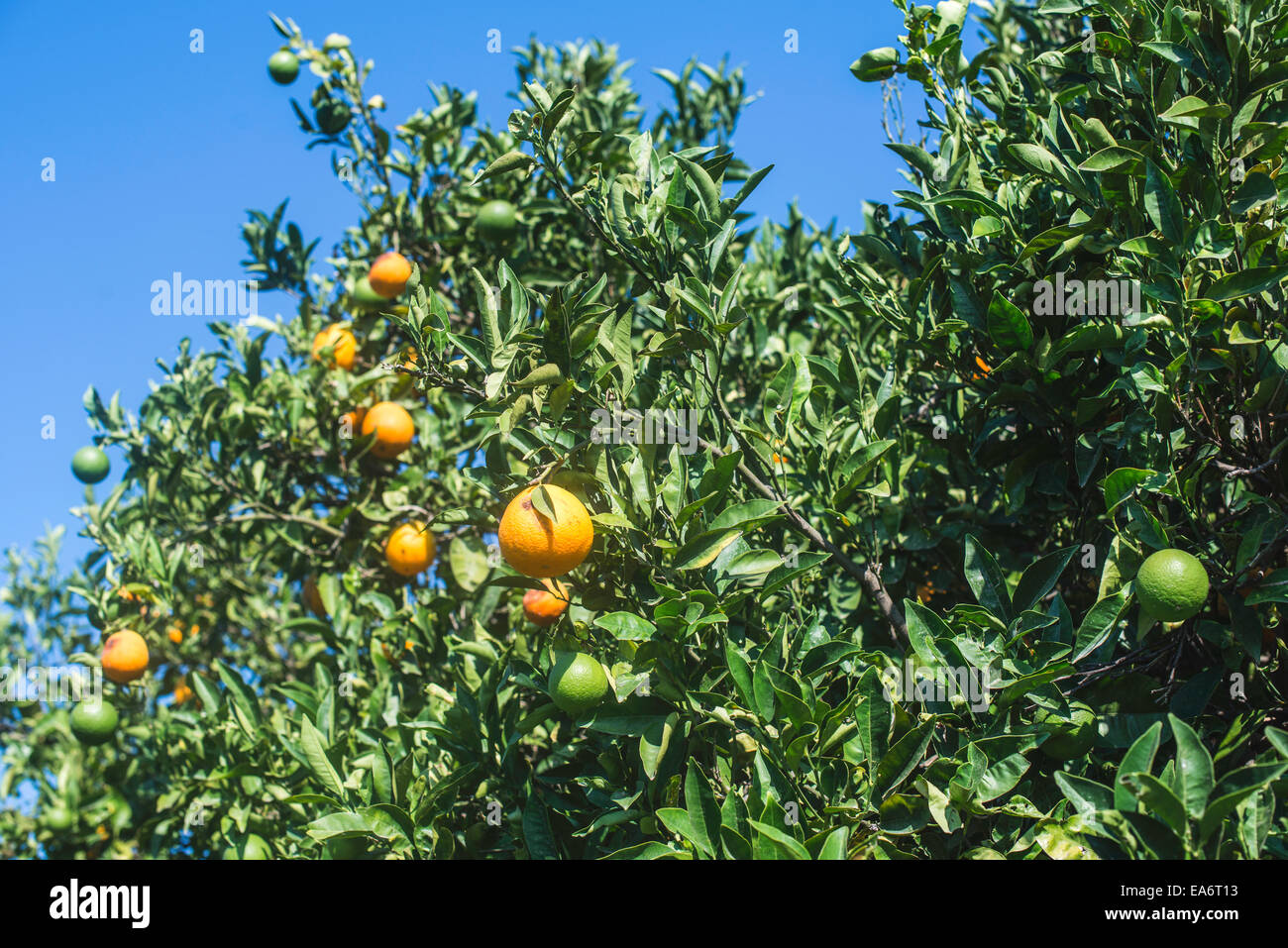 Orange trees in plantation. Agriculture trees Stock Photo - Alamy