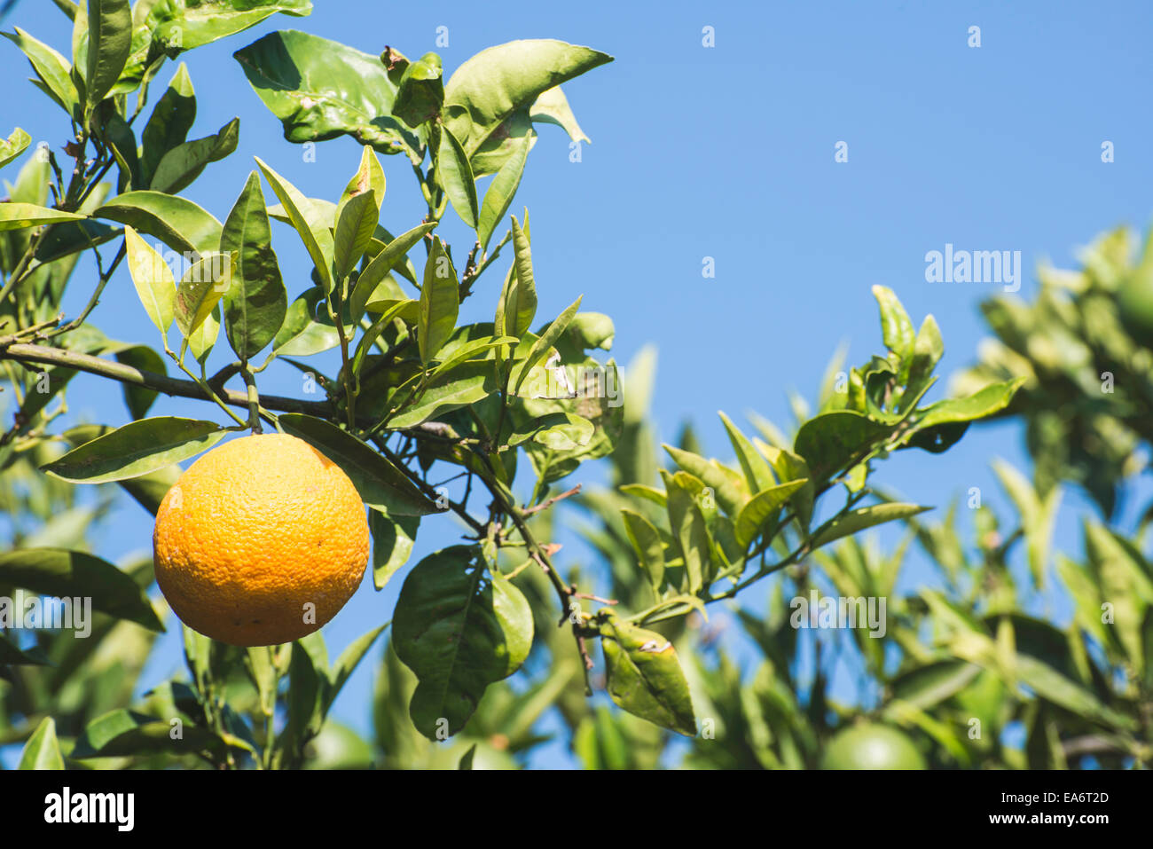 Orange trees in plantation. Agriculture trees Stock Photo - Alamy