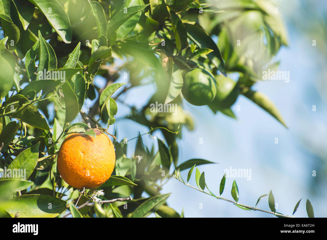 Oranges on a branch. Orange trees in plantation Stock Photo - Alamy