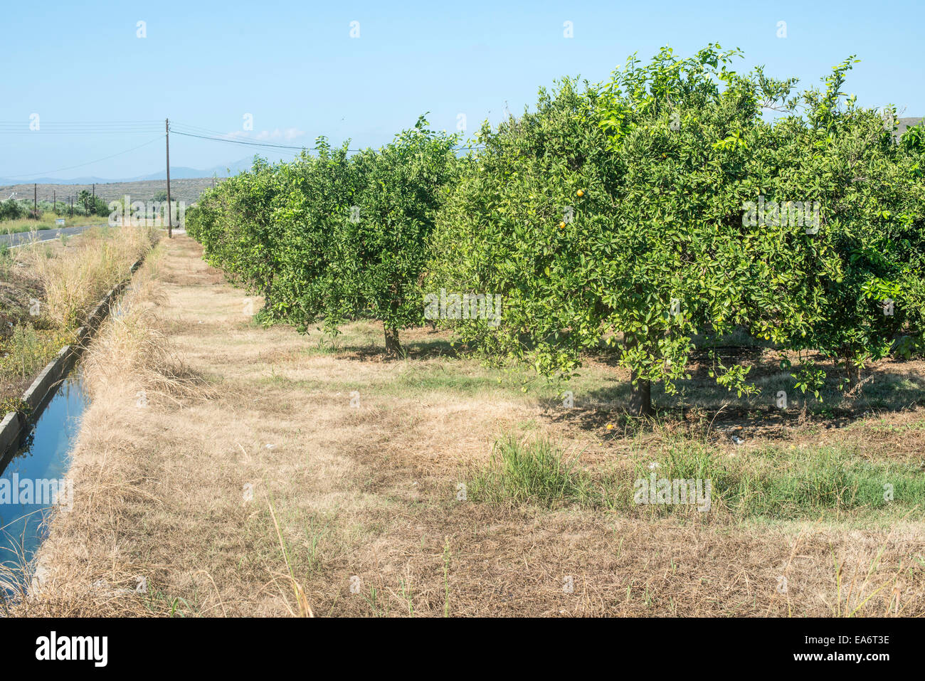 Orange trees in plantation. Agriculture trees Stock Photo - Alamy