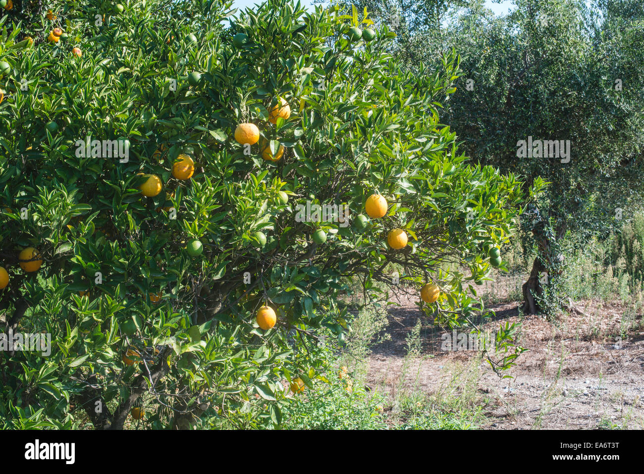 Orange trees in plantation. Agriculture trees Stock Photo - Alamy