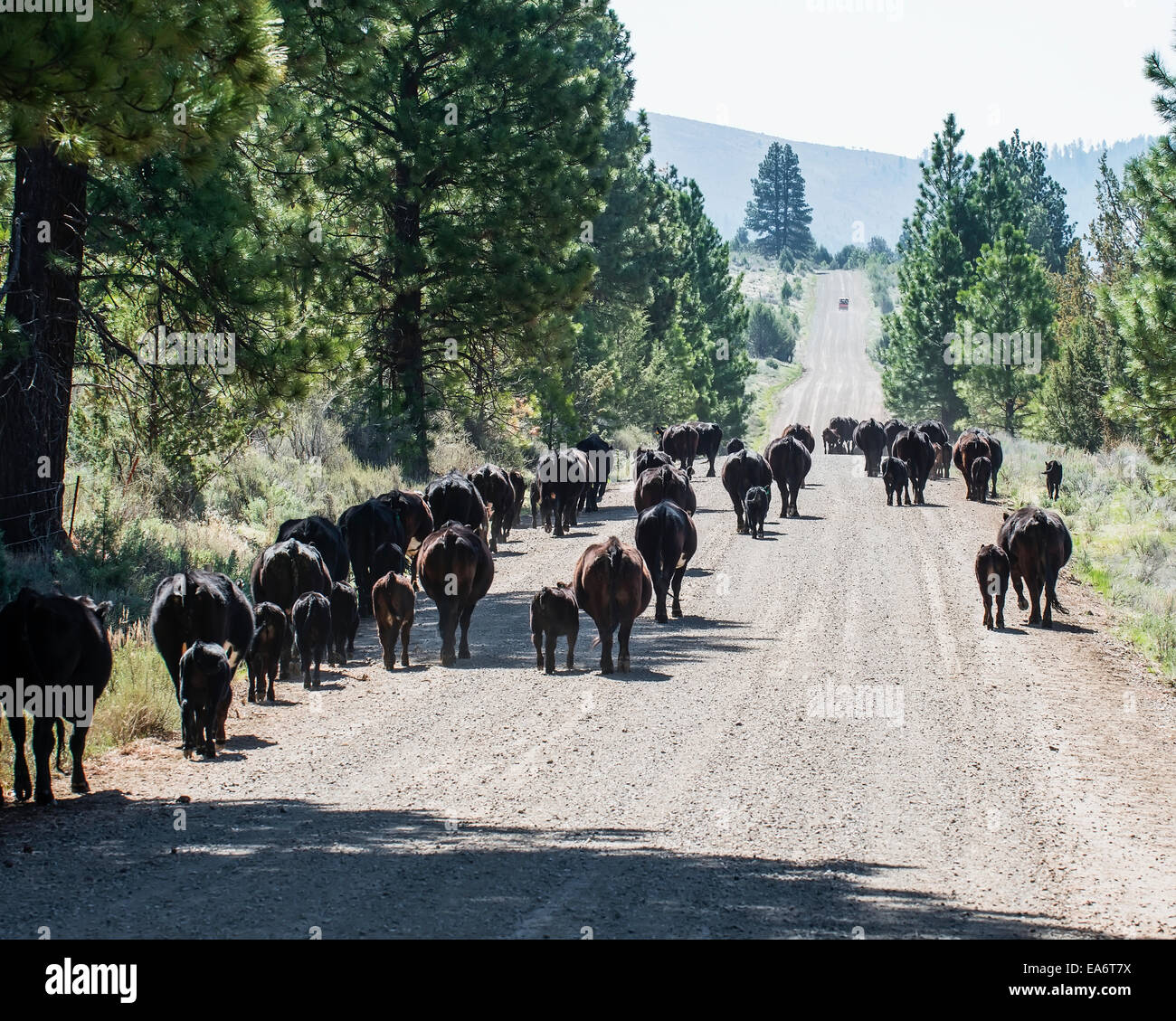 Cattle following a Forest Service road up to summer pasture in the ...