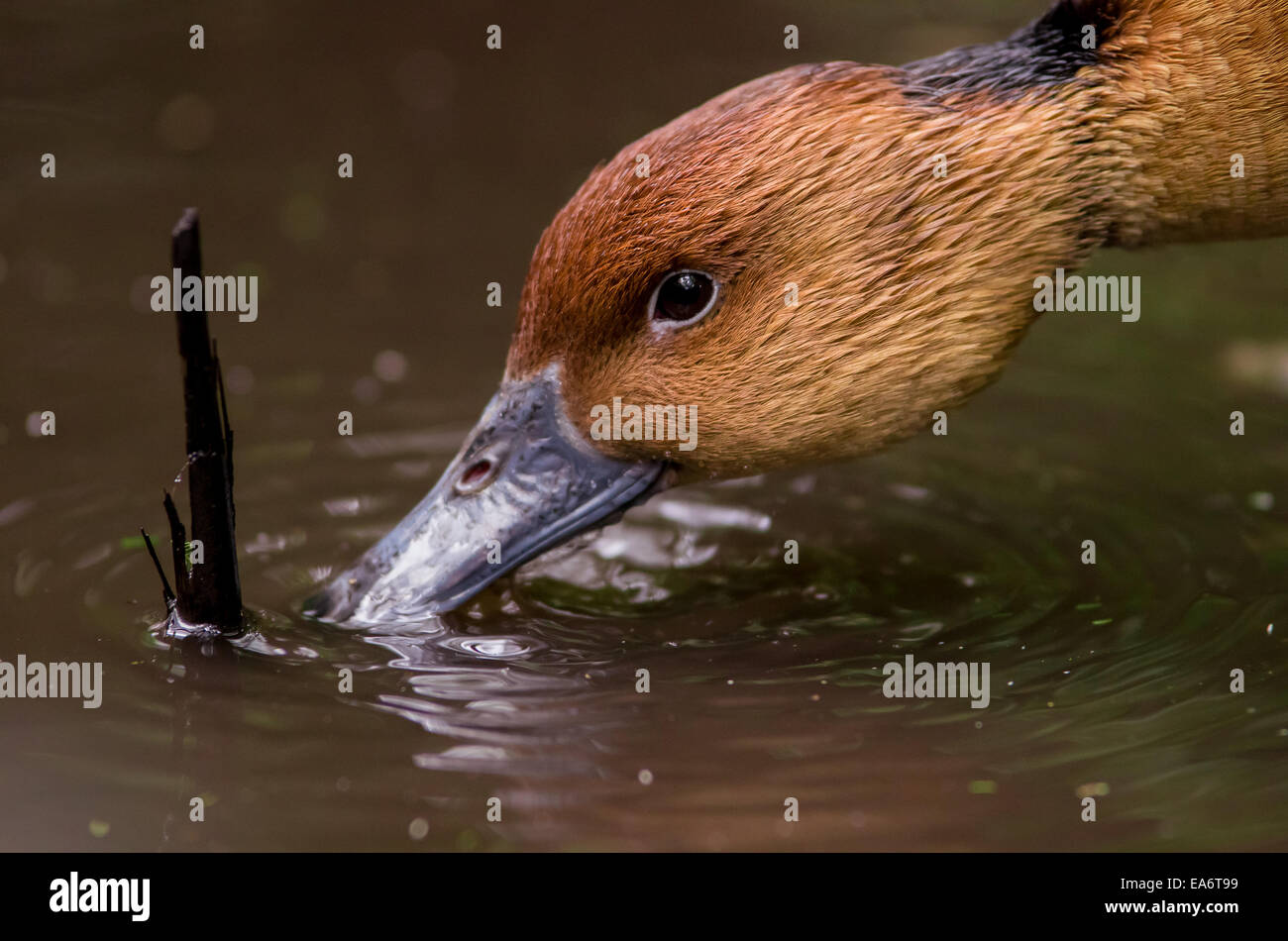 brown duck's face drinking water Stock Photo - Alamy