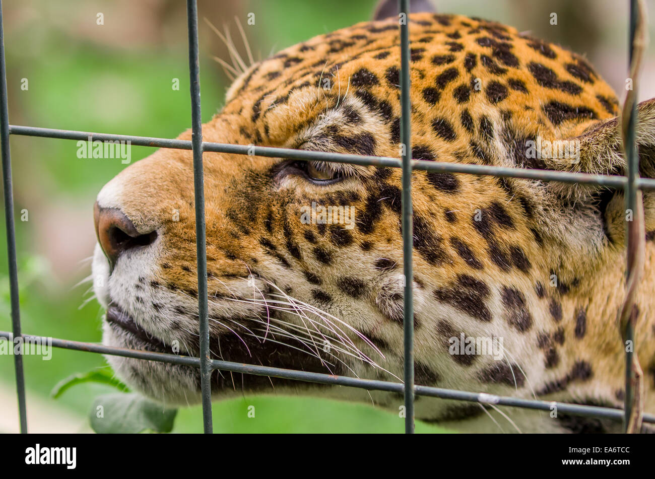 Jaguar head attack hi-res stock photography and images - Alamy